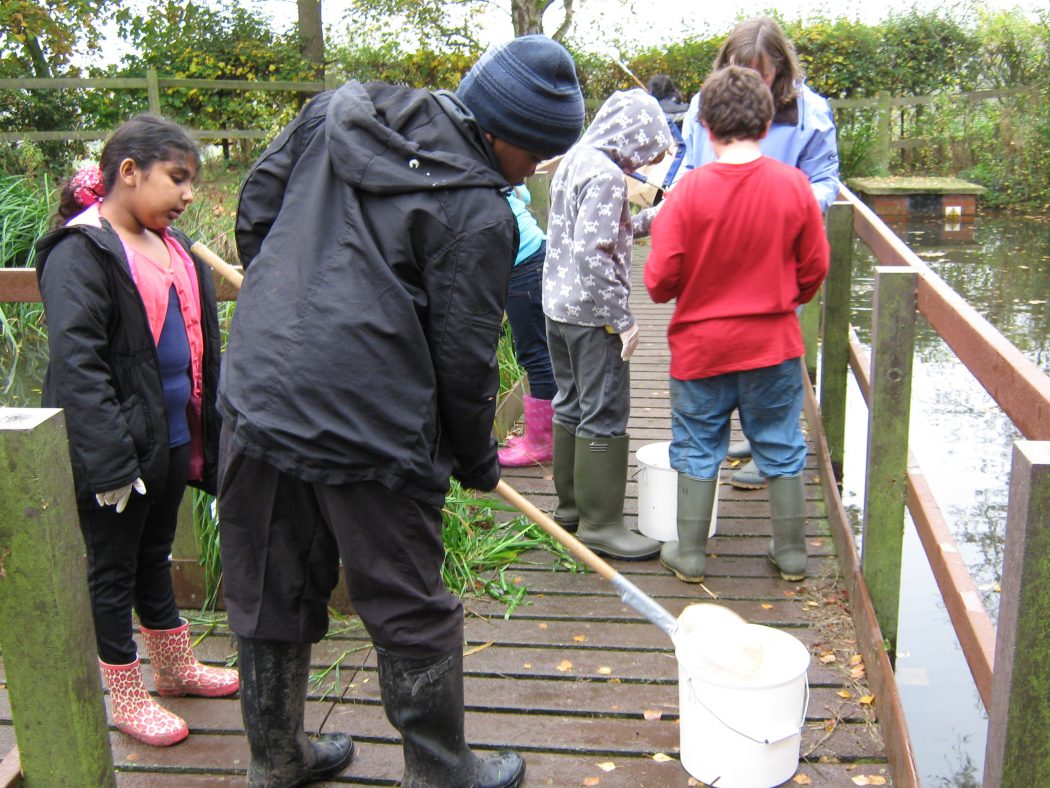 Freshwater study (pond dipping) - Cardfields